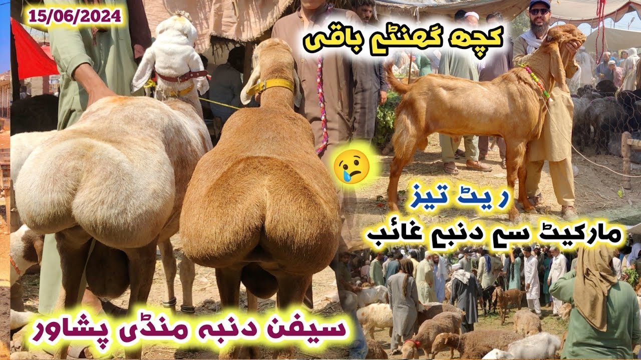 Saifan Dumba & Bakra Mandi Today Updates 15/06/2024 | Qurbani Sheeps ...