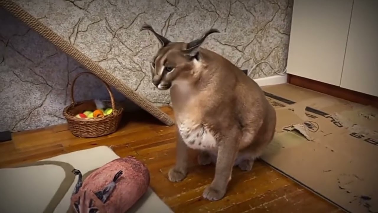 Floppa Playing with His Floppa Toy. - YouTube