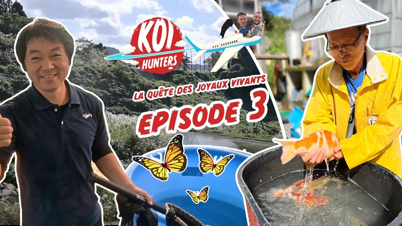 Koi Hunters - La quête des joyaux vivants - Episode 3 - YouTube