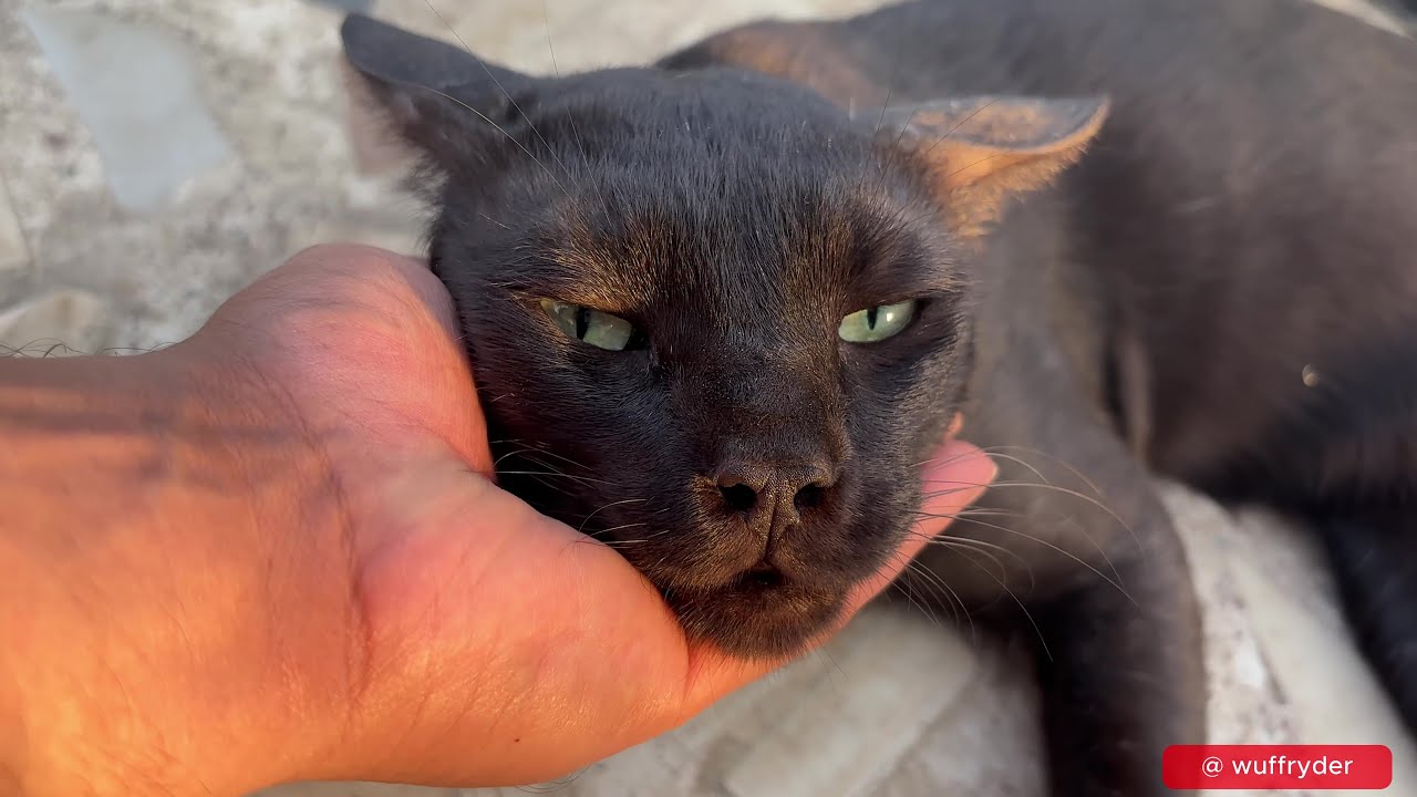 Little Black Panther chilling with his human. Cute cat video. - YouTube