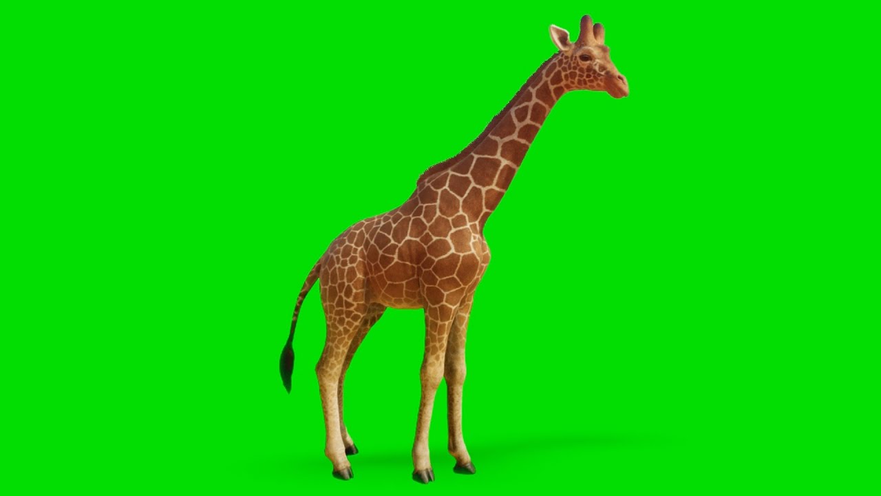 Giraffe Green Screen - YouTube