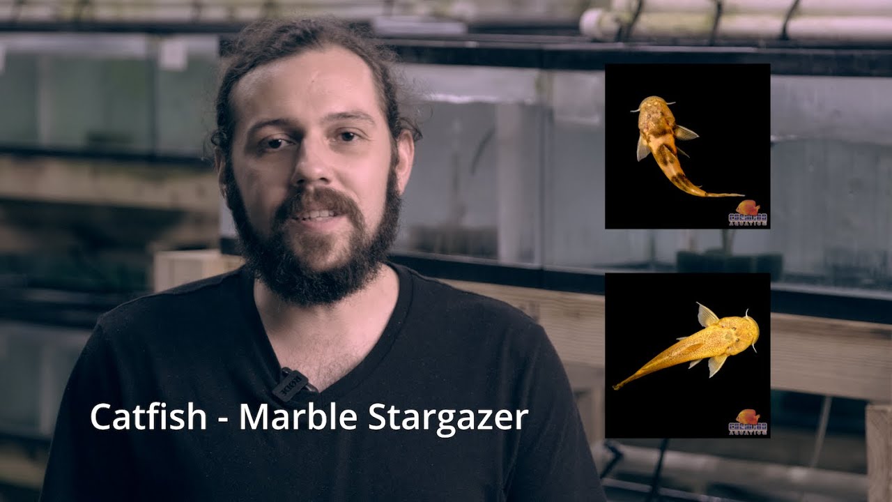 Stargazer Cat | Freshwater Fish Highlight - YouTube