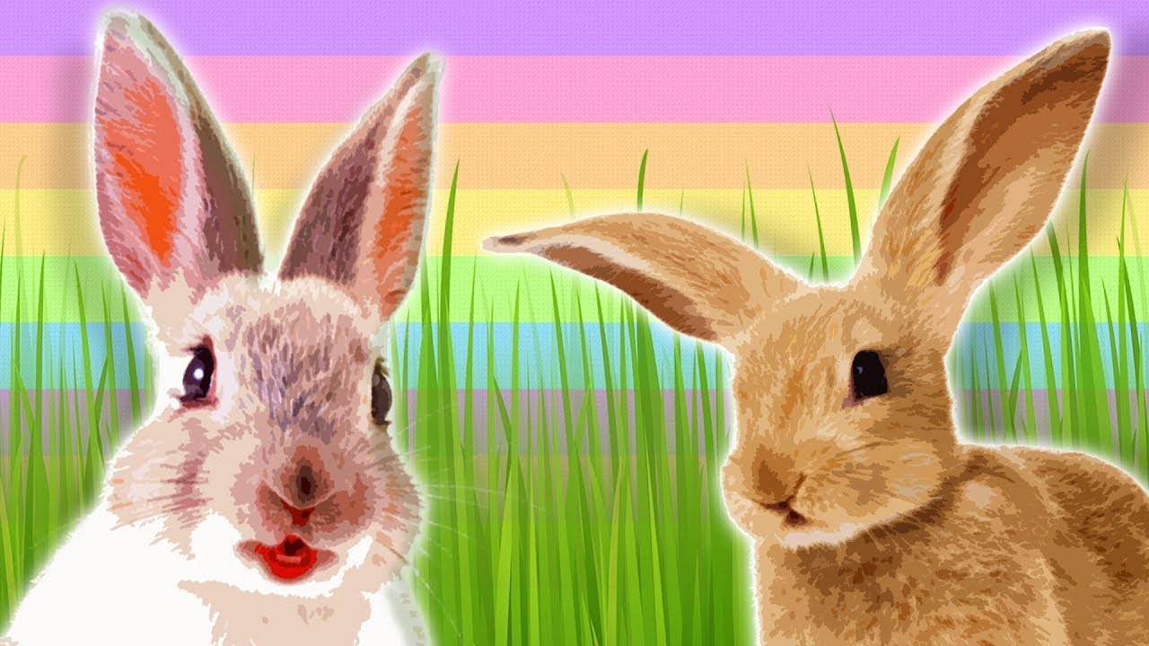 rabbits.rabbits.for children. rabbit farm.nursery rhymes.the rabbits ...