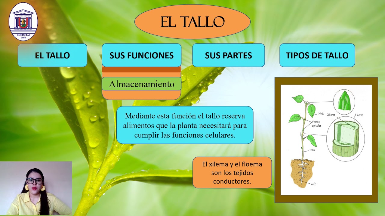 El Tallo y sus Partes - YouTube