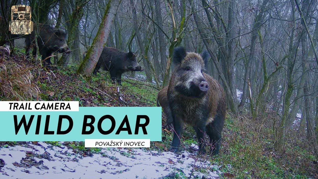 WILD BOAR on the road Trail Camera - YouTube
