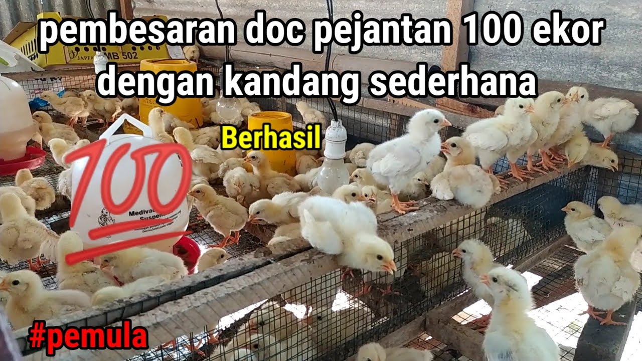 doc pejantan 💯 sangat murah || dan panen lebih cepat - YouTube