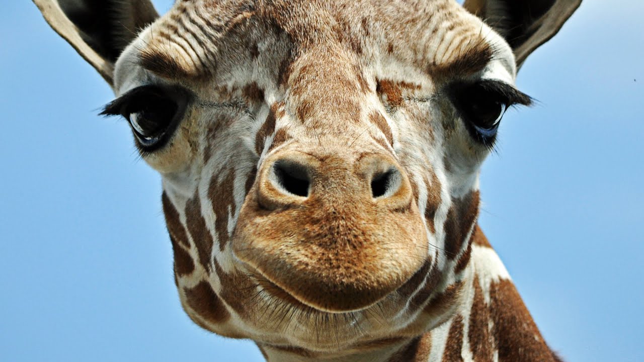 How Do You Know If A Giraffe Is In Heat? RIF 59 - YouTube