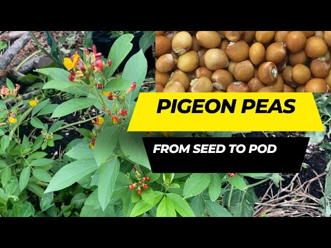How To Plant Gandules Seeds