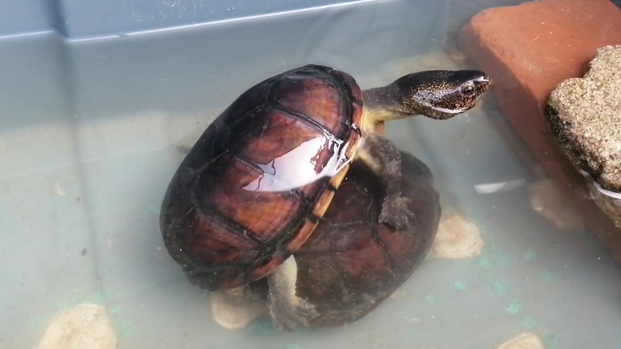 Apareamiento tortuga kinosternon - YouTube