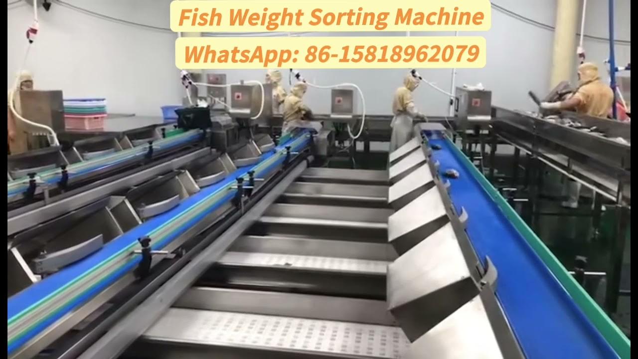 automatic fish weight sorting machine, Tilapia sorting machine, fish grading equipment - YouTube