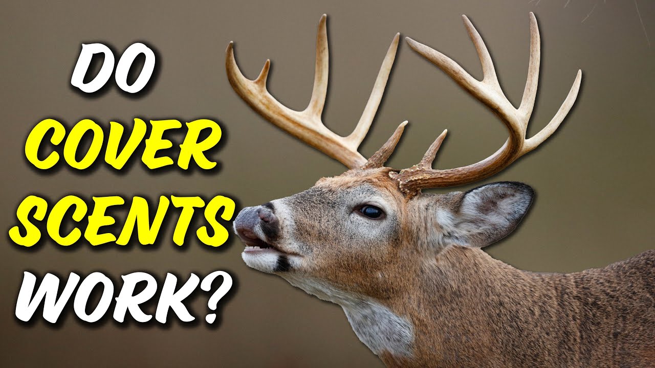 Are there times that cover scents can actually work? Answered by scent ...
