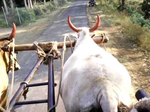 bail gadi ki sawari - YouTube