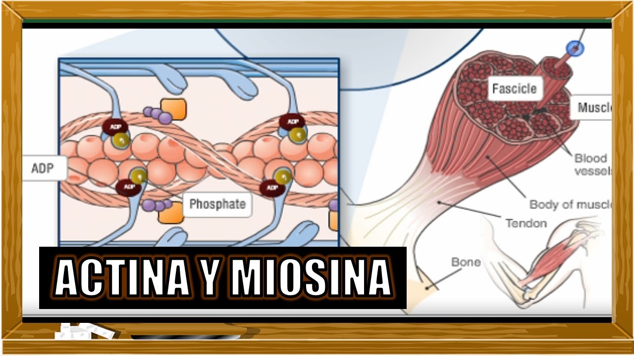 LA CONTRACCIÓN MUSCULAR | POTENCIAL DE ACCIÓN Y ACTINA, MIOSINA Y ...