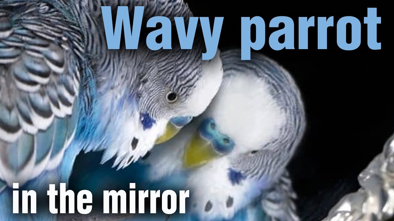 A wavy parrot plays with its reflection in the mirror - YouTube