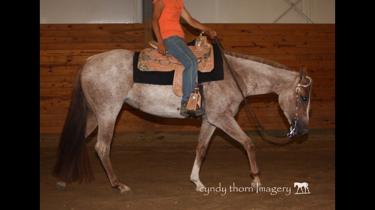 Sultry Details ~~ AQHA/APHA 2010 Red Roan Overo Mare - YouTube