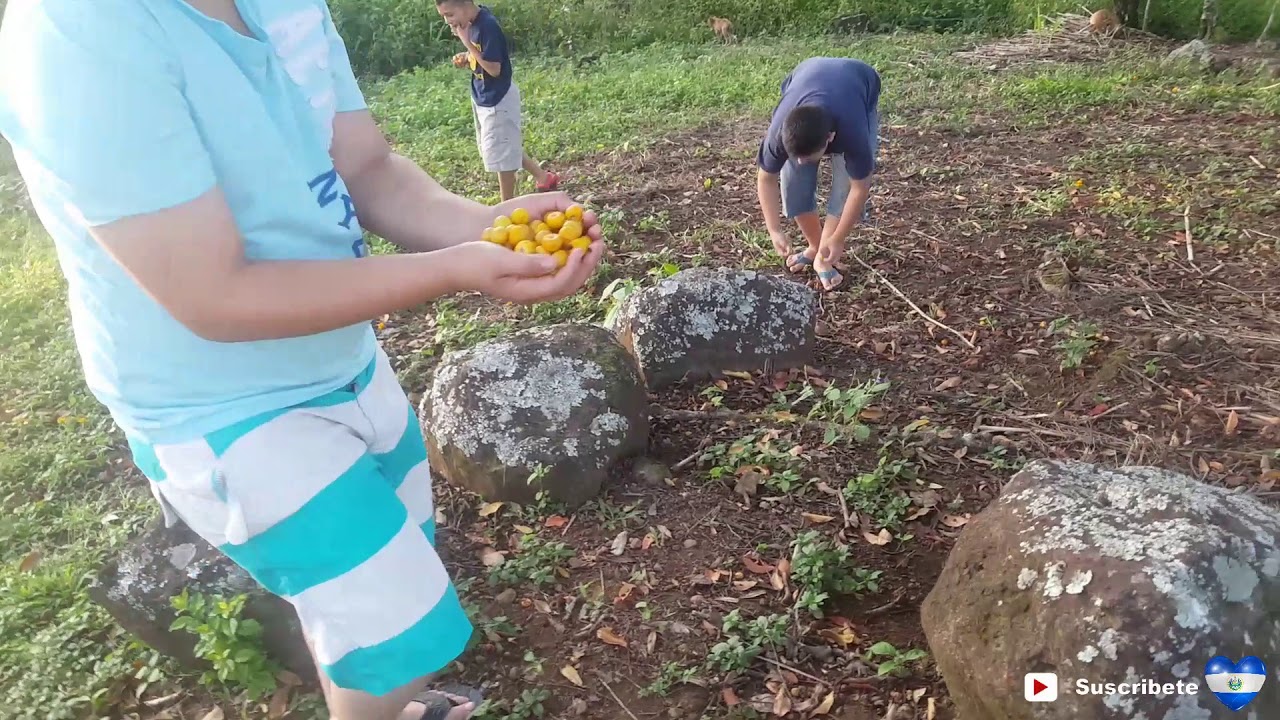 Nos fuimos a recoger nances de los amarillitos - YouTube