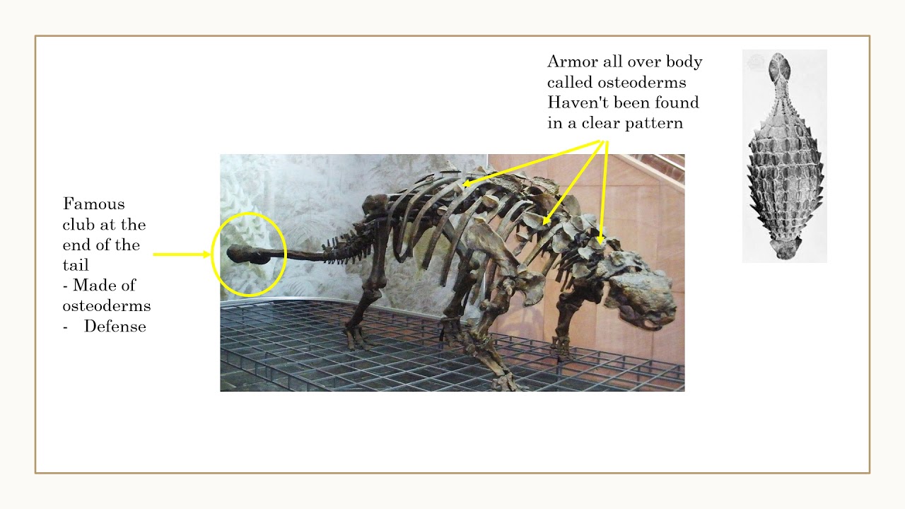 Ankylosaurus Final Presentation - YouTube