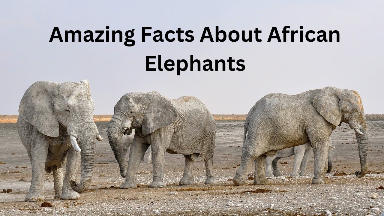 Amazing Facts About African Elephants. #elephants #africanelephants # ...