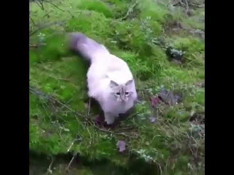 cat goes boing - YouTube