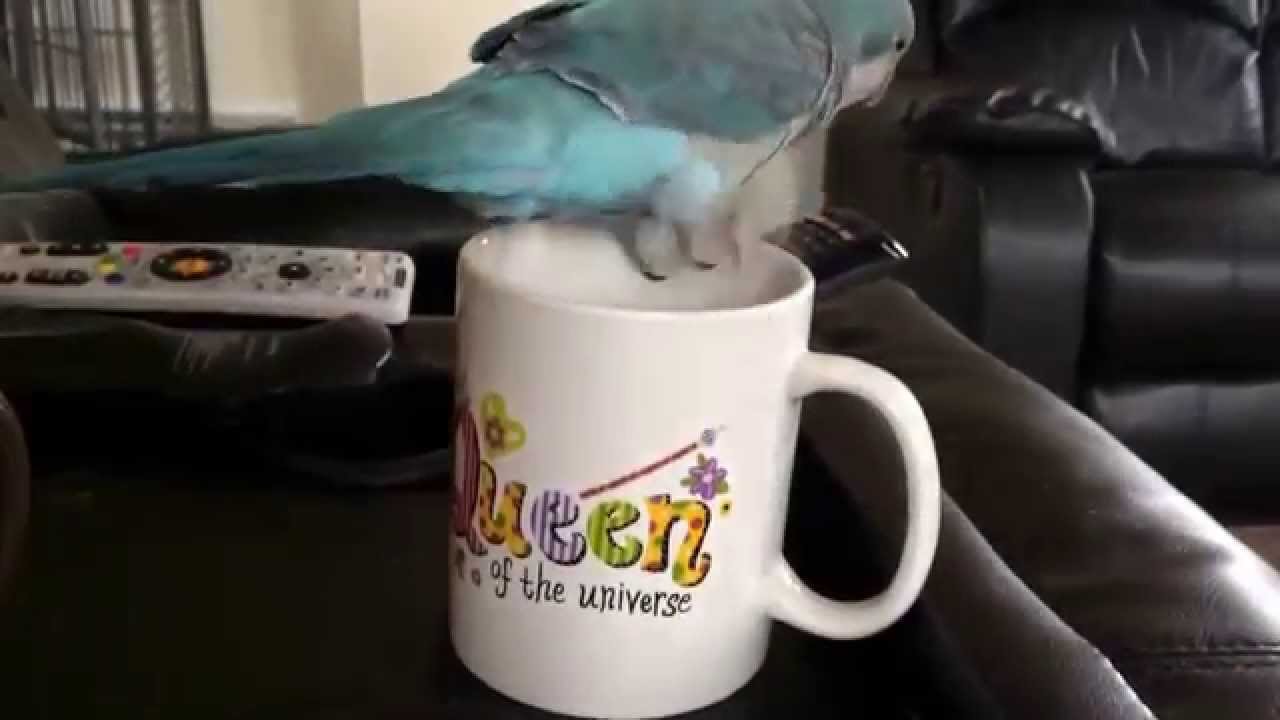 Kiki the Quaker Parrot Poops on Cup - YouTube