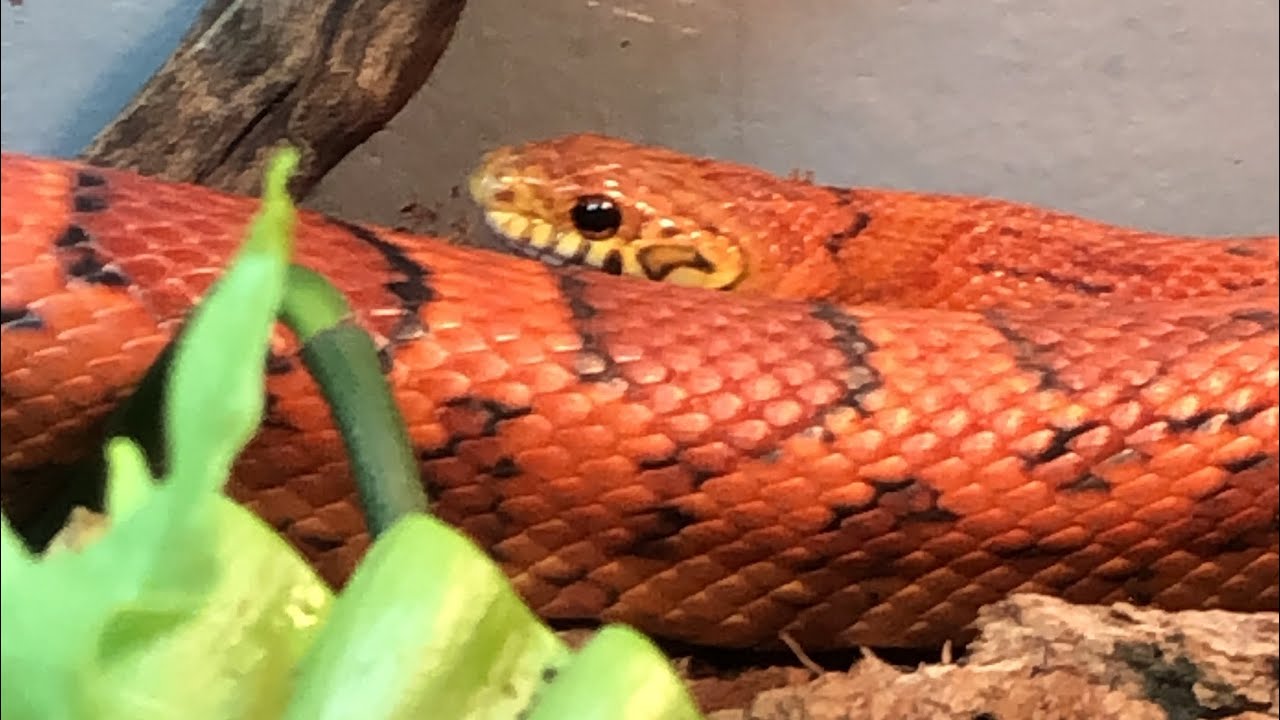 Time laps of mango eating a small rat DO NOT WATCH THIS IF SQUEAMISH ...