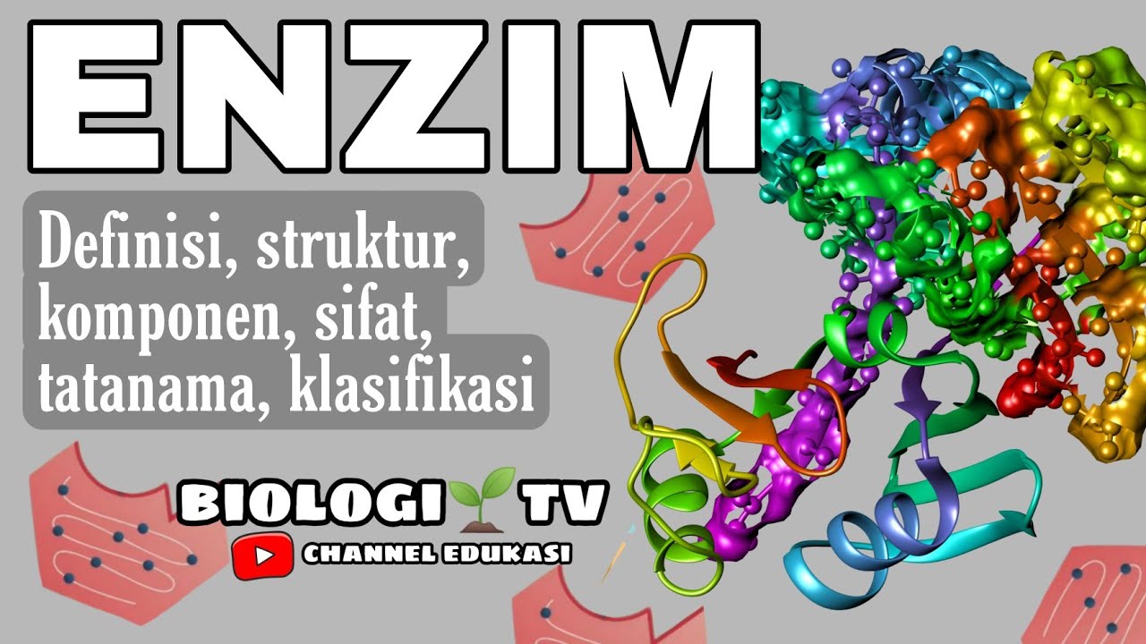 Biologi bab enzim lengkap : definisi-struktur-komponen-sifat-tatanama ...
