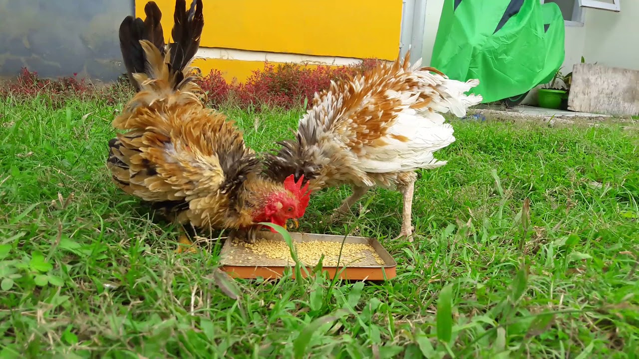 Ayam Katek Walik - YouTube