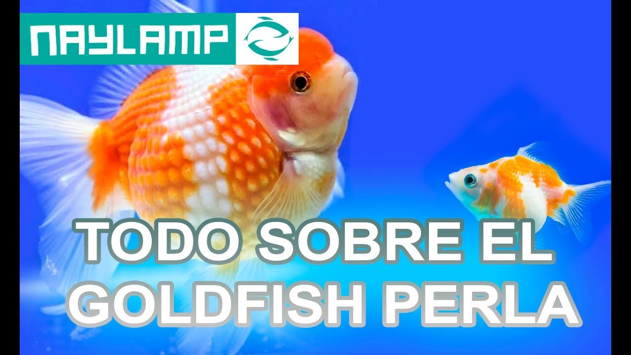 GOLDFISH PERLA- Todo lo que necesitas saber - Crianza y Cuidados - YouTube