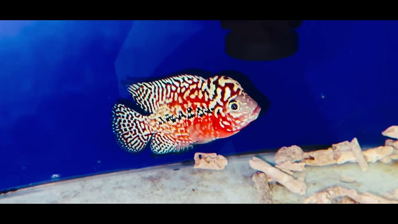 super red kamfa vietnam - YouTube