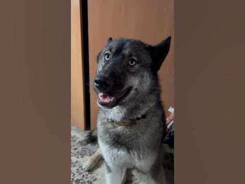 Ни стыда ,ни совести.Ничего лишнего у Пурша ! - YouTube