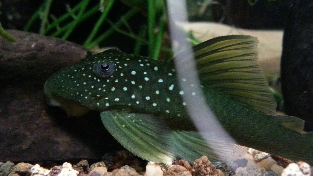 L014 , L200, L177 pleco - YouTube