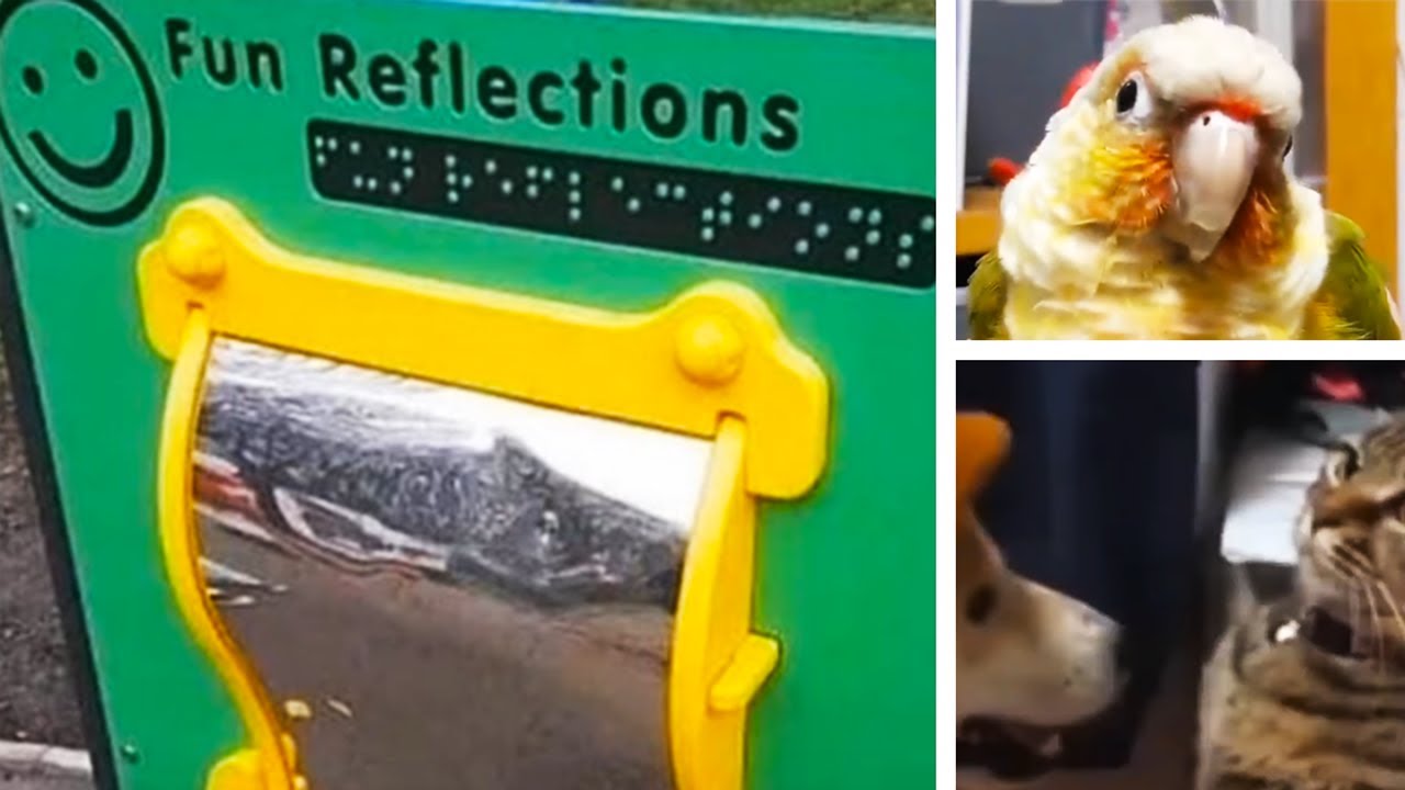 BRAILLE MIRROR | Cat Discombobulates doggo | Discord Meme Review - YouTube
