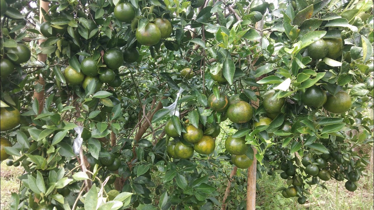 jeruk Siem Jemberan umur 3 Tahun. - YouTube