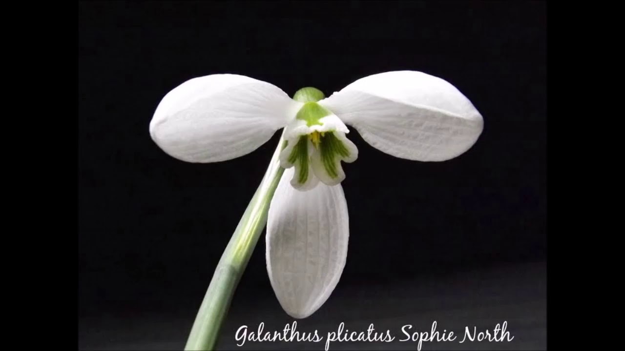 The Snowdrop campaign - YouTube