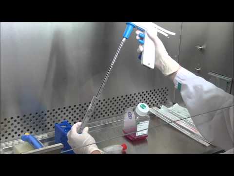 Subculturing HEP- 2 cells