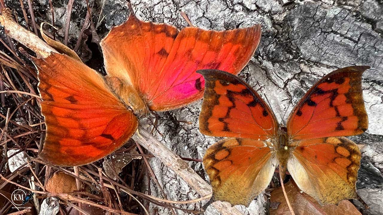 FLORIDA LEAF WING BUTTERFLY & SOME DIFFERENT SUBSPECIES - YouTube