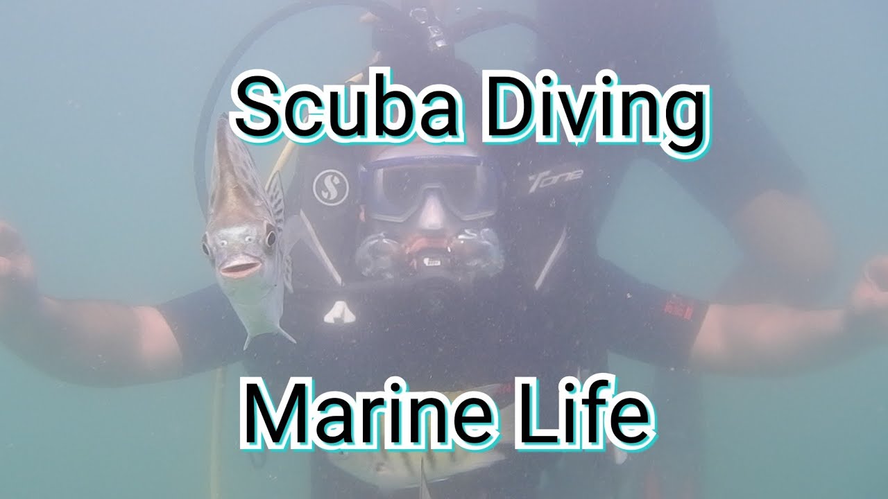 My scuba diving experience | Beautiful marine life - YouTube