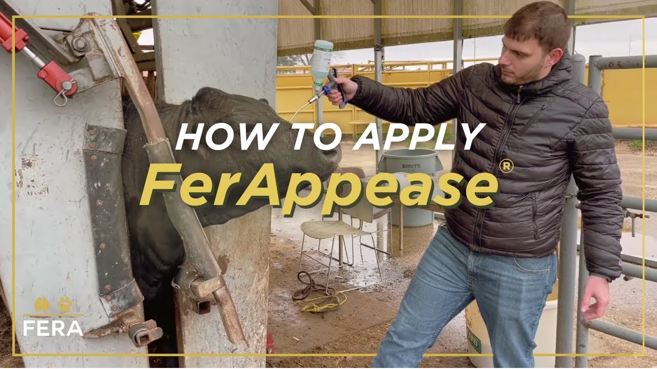 FerAppease Application - YouTube