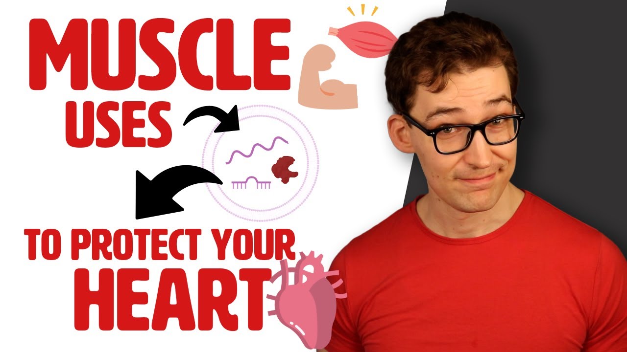 How Muscle protects against Heart Disease, without Exercise [Study 277 ...