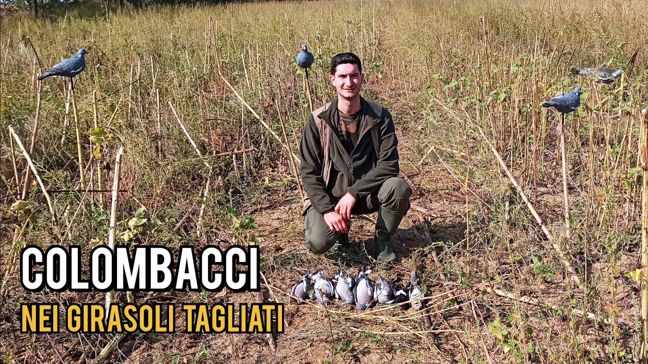 Caccia ai COLOMBACCI nel campo di girasoli tagliati - YouTube