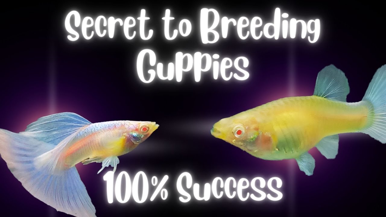 Breeding Guppies - A Step by Step Guide to Successfully Breeding and ...
