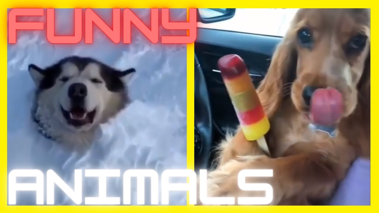 😻 Cute And Funny Baby Animals 🐶 | Funny And Crazy Animals Compilation ...