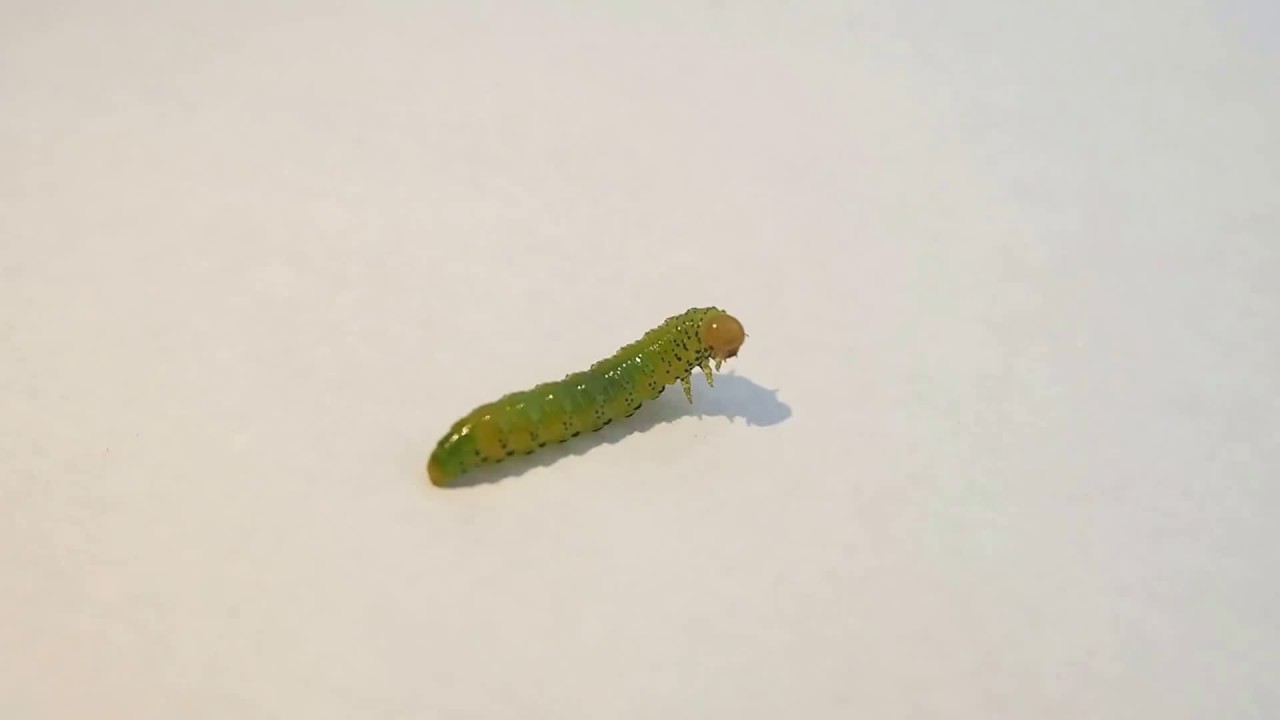 Green larvae - YouTube