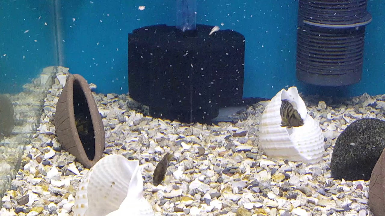 WC altolamprologus compressiceps fire fin - YouTube