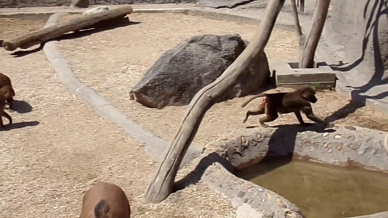 Life in the baboon enclosure (Budapest Zoo) - YouTube