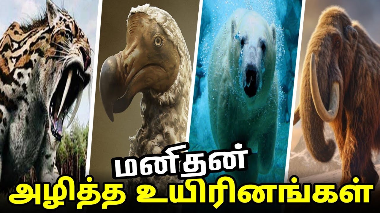 🤯 Human Extinct Animals | Mr.Spaistar - YouTube
