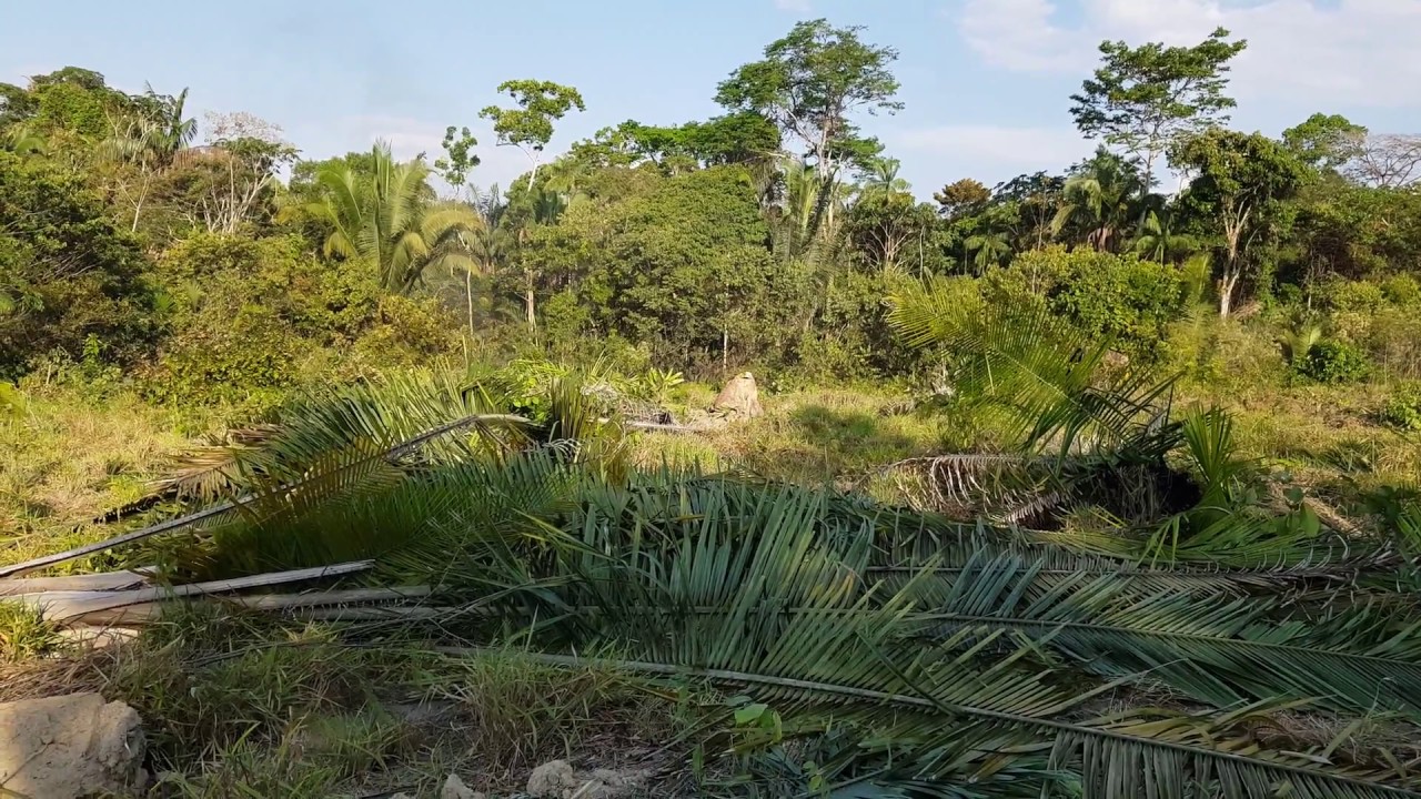 trator de esteira D50 terminando de quebrar a juquira do valão - YouTube