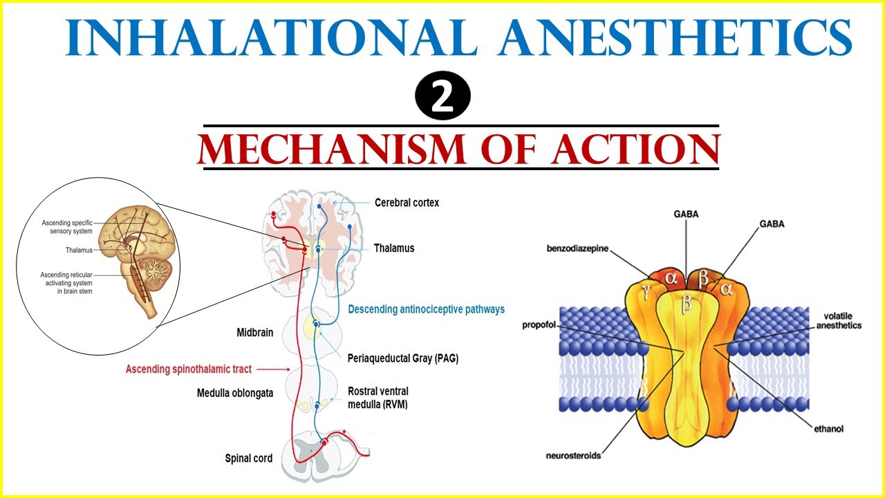 Inhalation anesthetics | Mechanism of action - YouTube