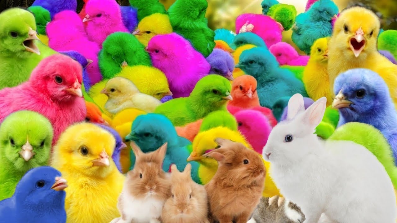 Catch cute chickens, colorful chickens, crazy rainbow chickens, rabbits ...