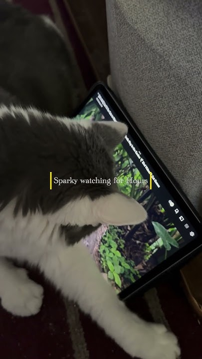 Sparky watching tv - YouTube